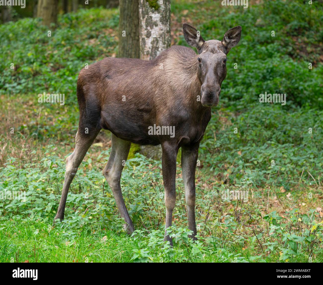 Elk (Alces alces), cow moose standing on a forest meadow, captive ...