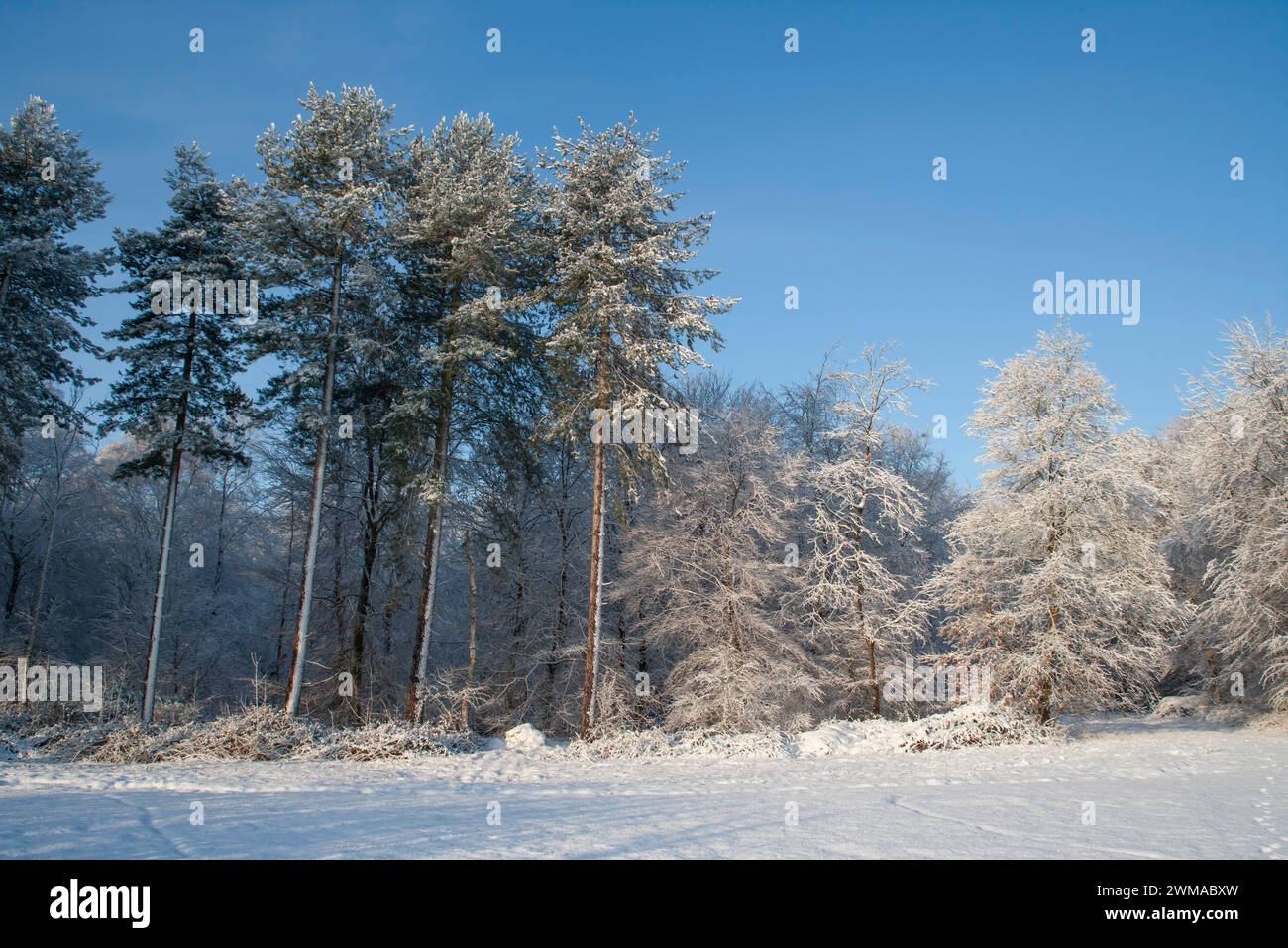 Scots pine (Pinus sylvestris) trees in a forest covered with snow in ...