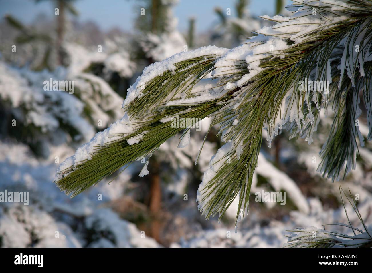 Norway spruce or Christmas (Picea abies) tree leaves or needles in a ...
