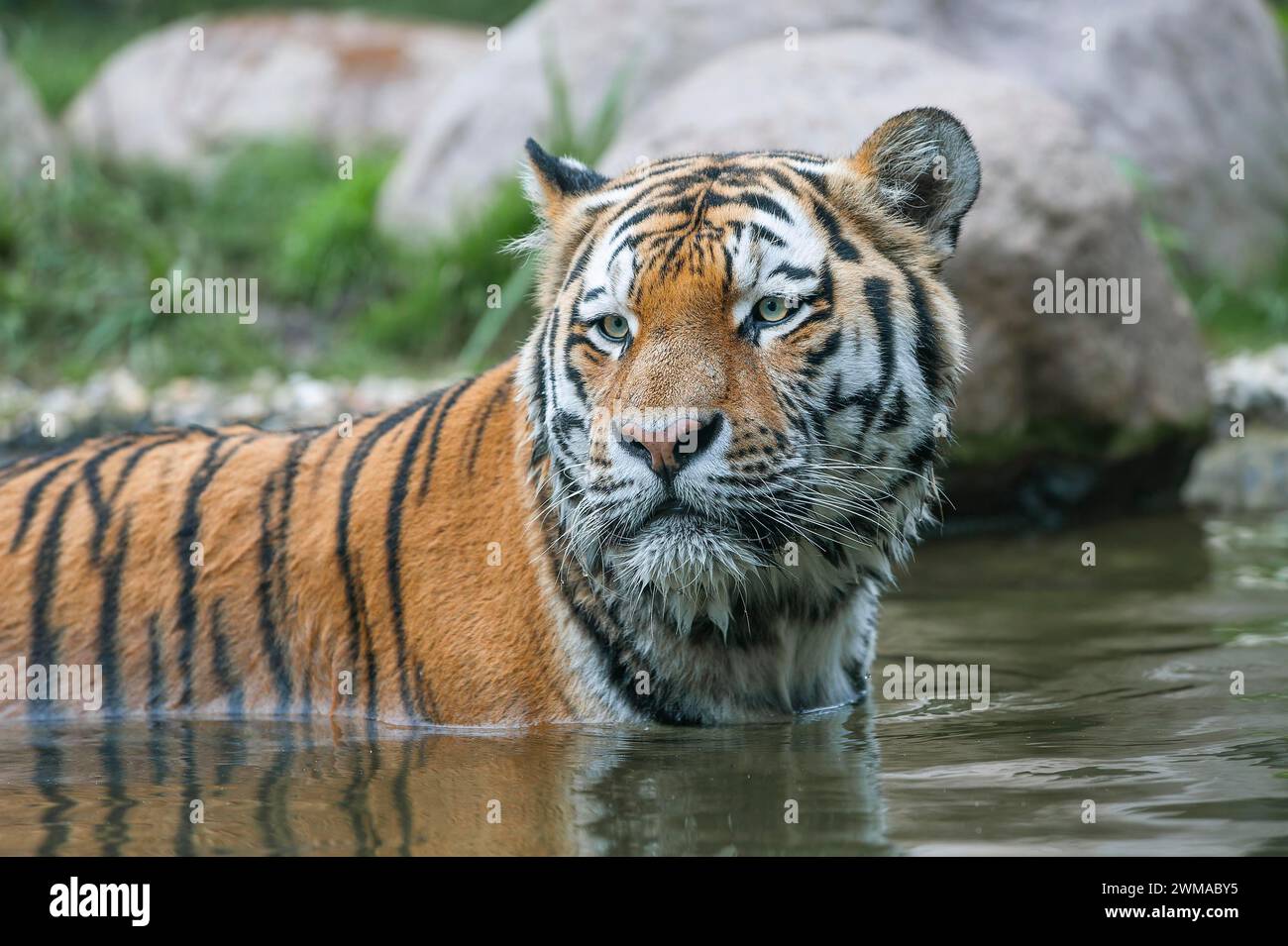 Siberian tiger (Panthera tigris altaica) standing in the water, captive, Germany Stock Photo - Alamy