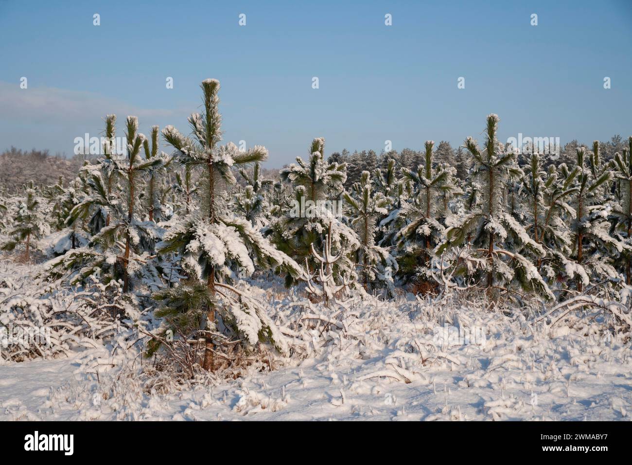Norway spruce or Christmas (Picea abies) trees in a forest covered with snow in the winter ...