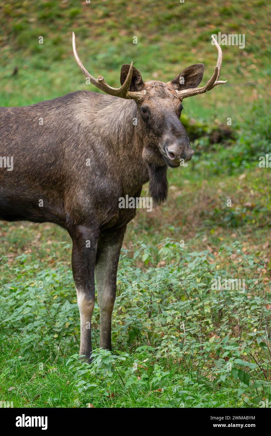 Elk (Alces alces), bull moose standing in a forest meadow, captive ...
