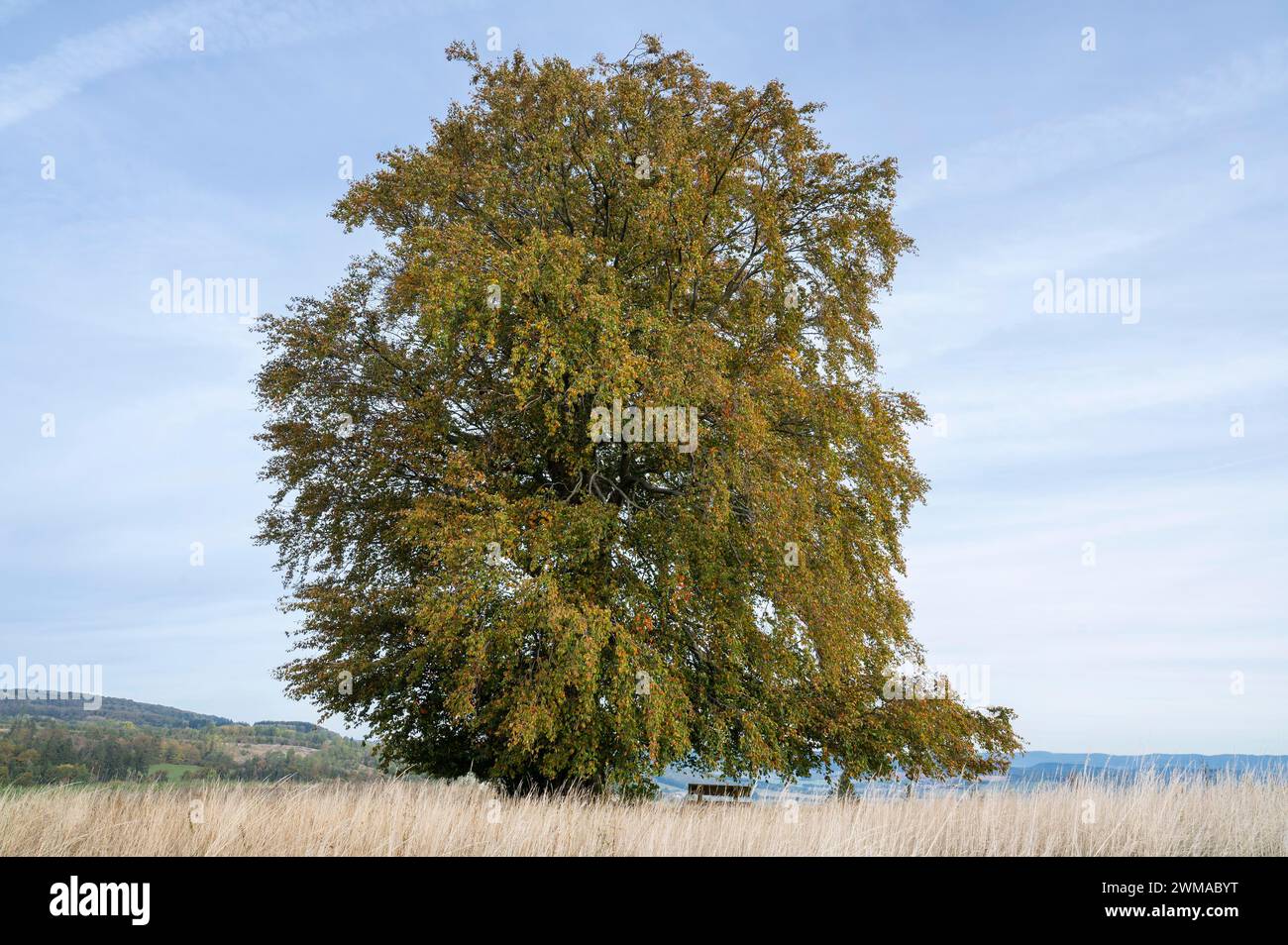 Common beech (Fagus sylvatica), solitary tree in autumn, bench ...