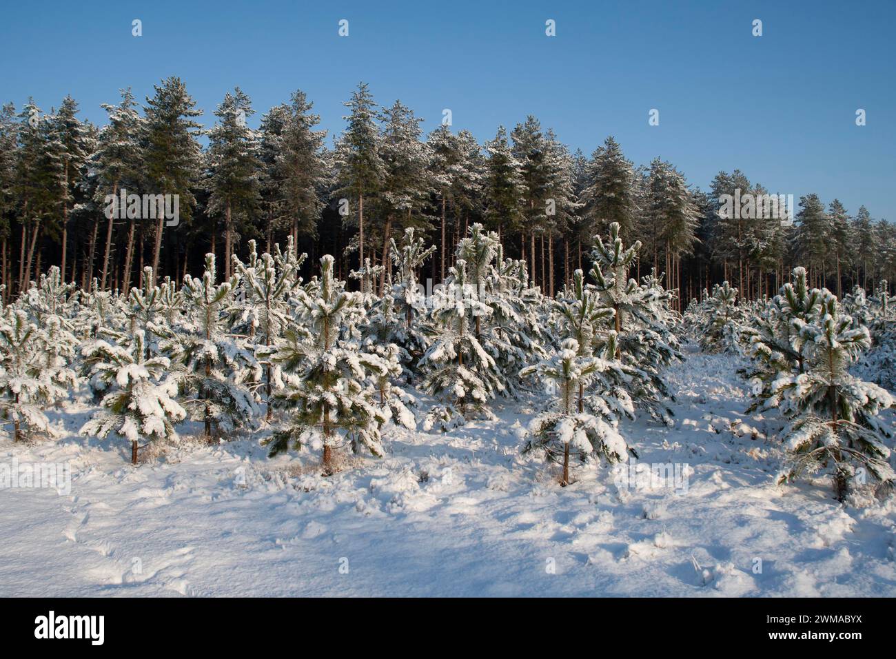 Norway spruce (Picea abies) and Scots pine (Pinus sylvestris) trees in ...