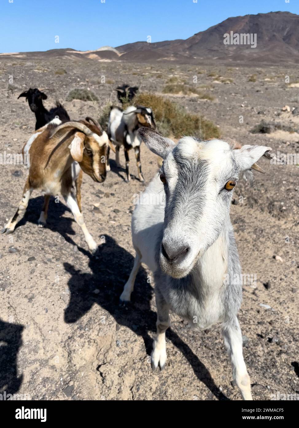 Wild goat (Cabra majorera) Goat looking directly at viewer from close ...