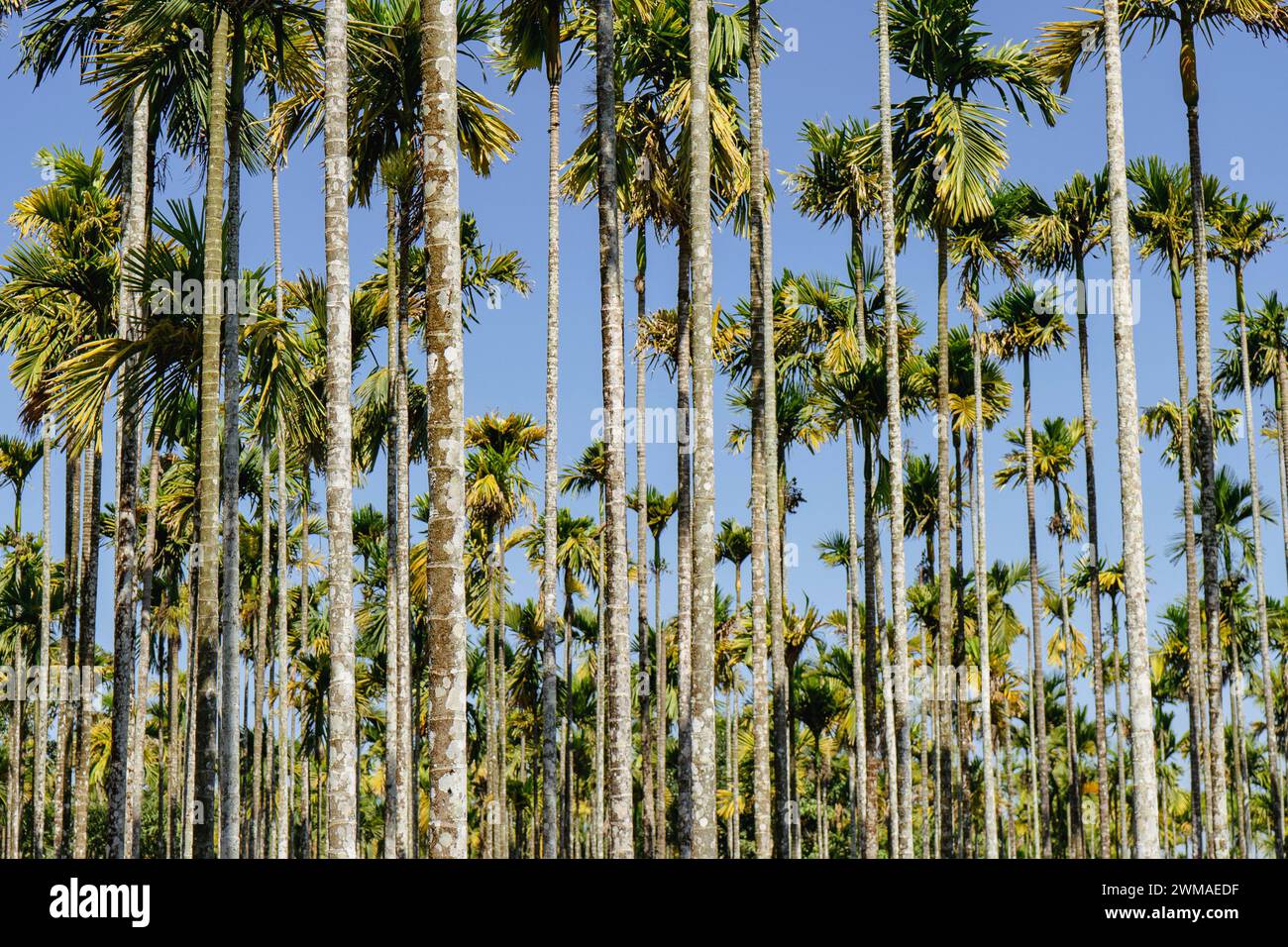 Cluster of tall trees hi-res stock photography and images - Alamy