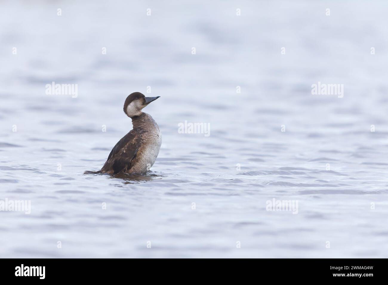 Common scoter Melanitta nigra, adult female swimming, shaking water ...