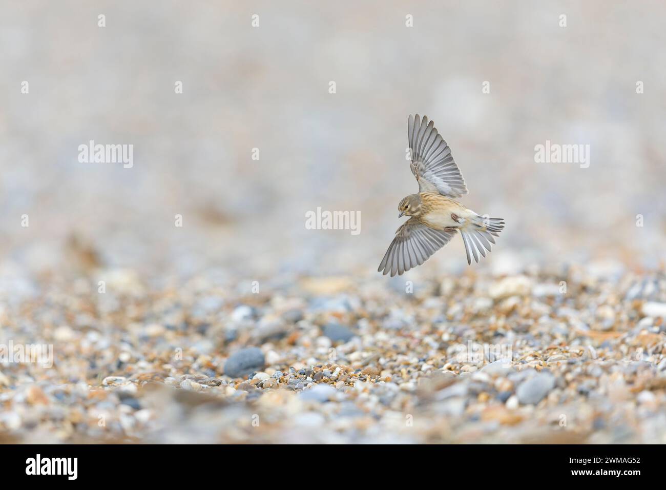 Common linnet Carduelis cannabina, adult female flying, about to land ...