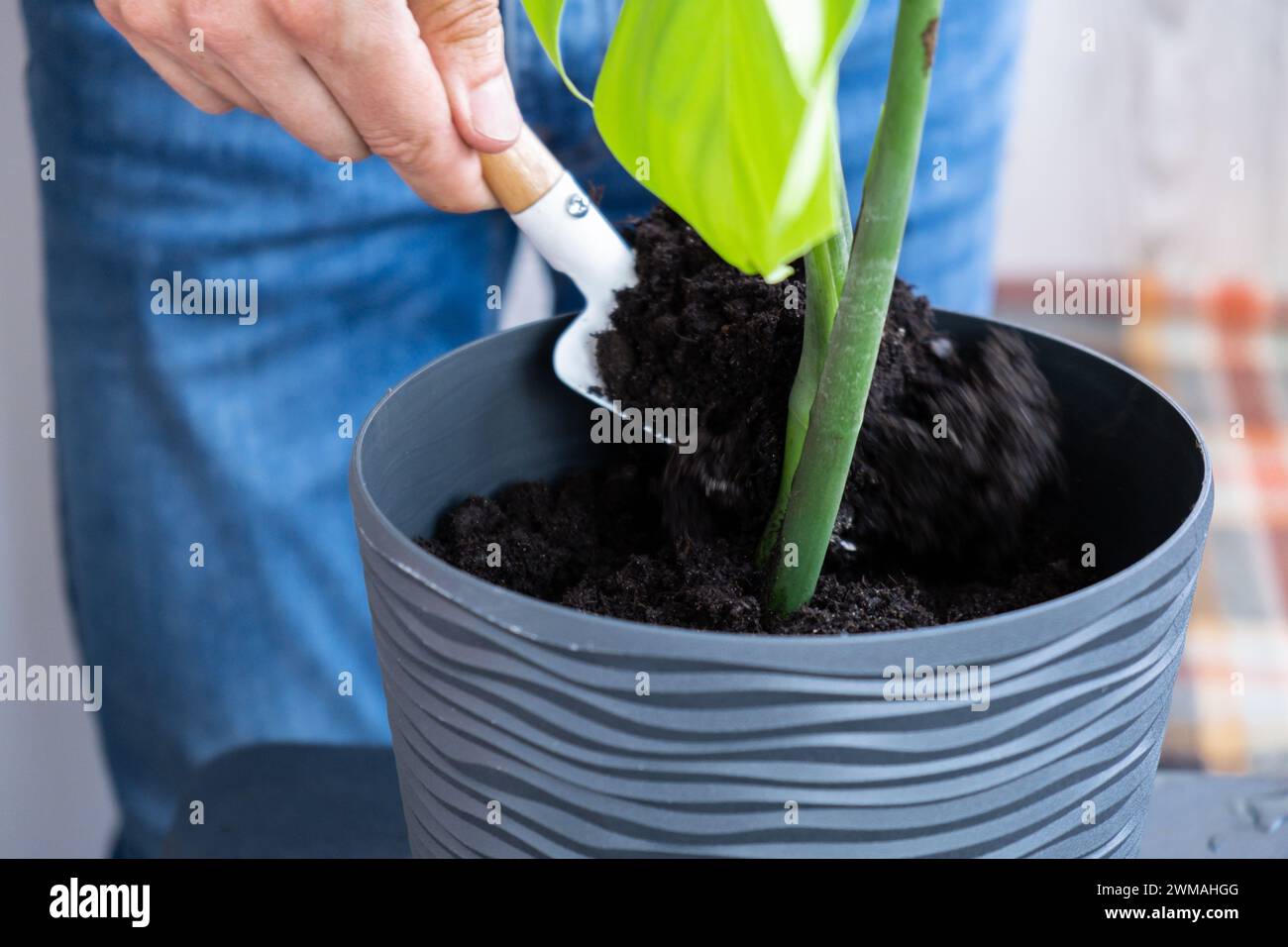 Man gardener hands transplant monstera house plant in pot. Concept of ...