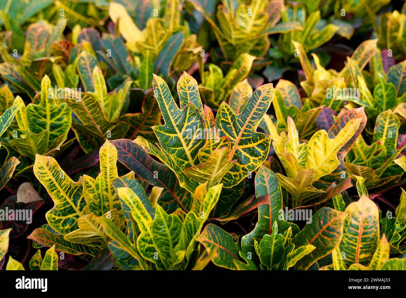 Bury lane farm hi-res stock photography and images - Alamy