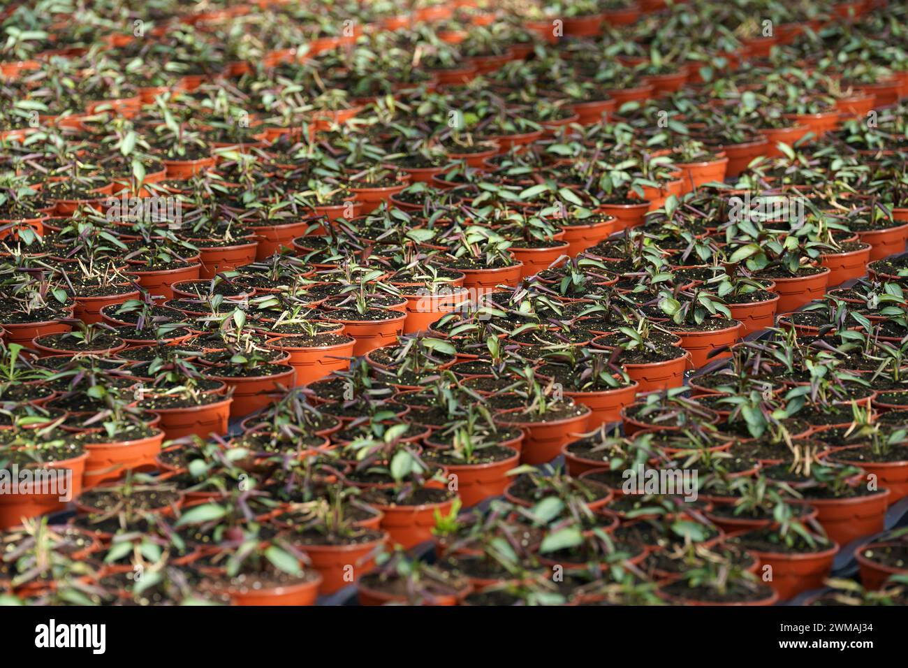 Bury lane farm hi-res stock photography and images - Alamy