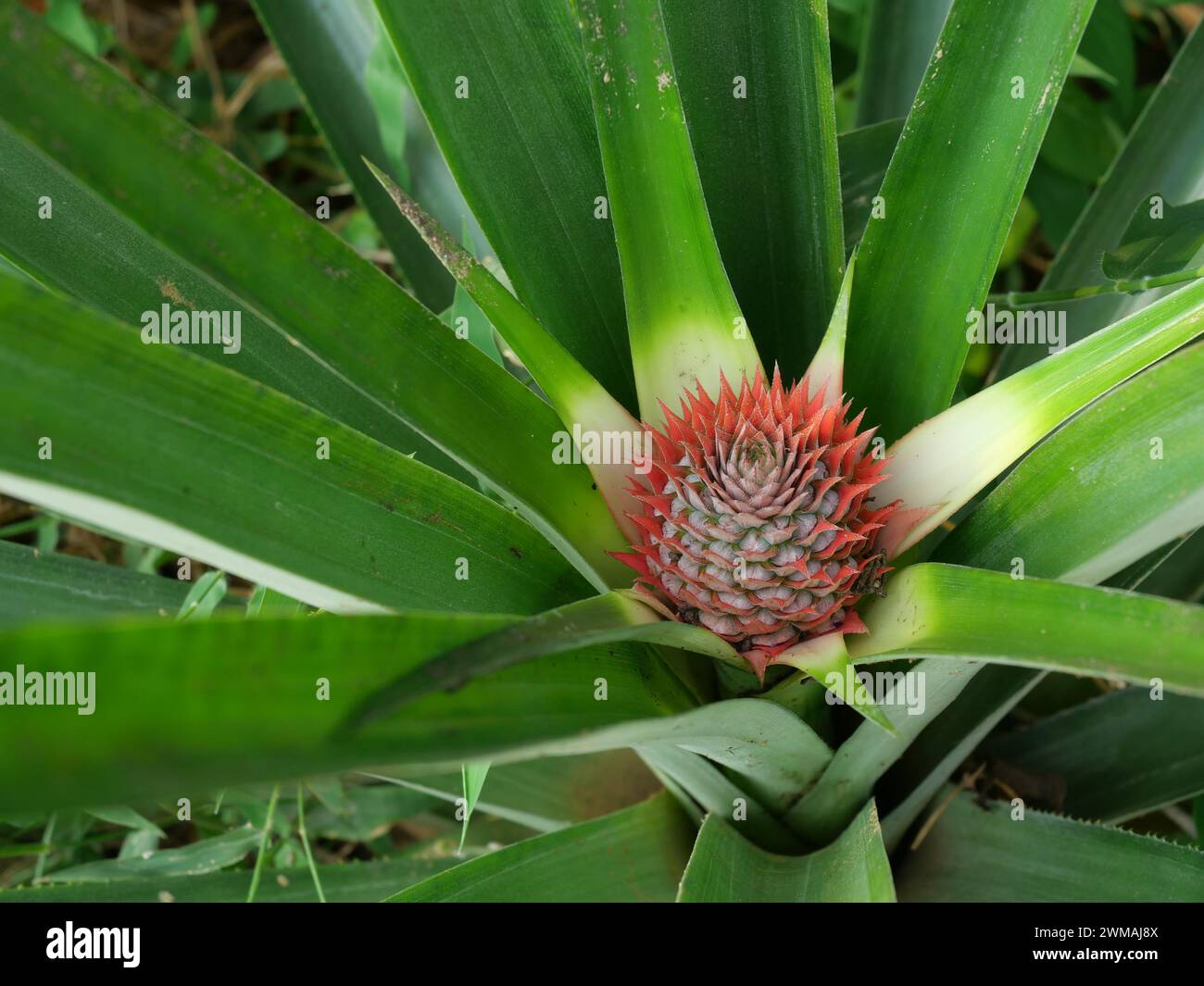 Pineapple plant flower tree hi-res stock photography and images - Alamy