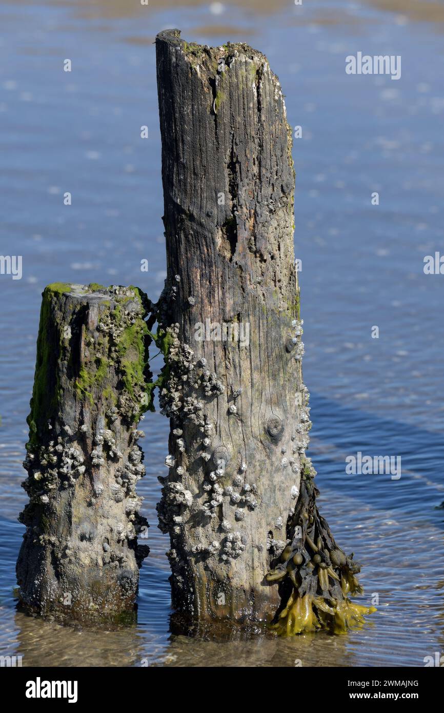 Sea acorn hi-res stock photography and images - Alamy