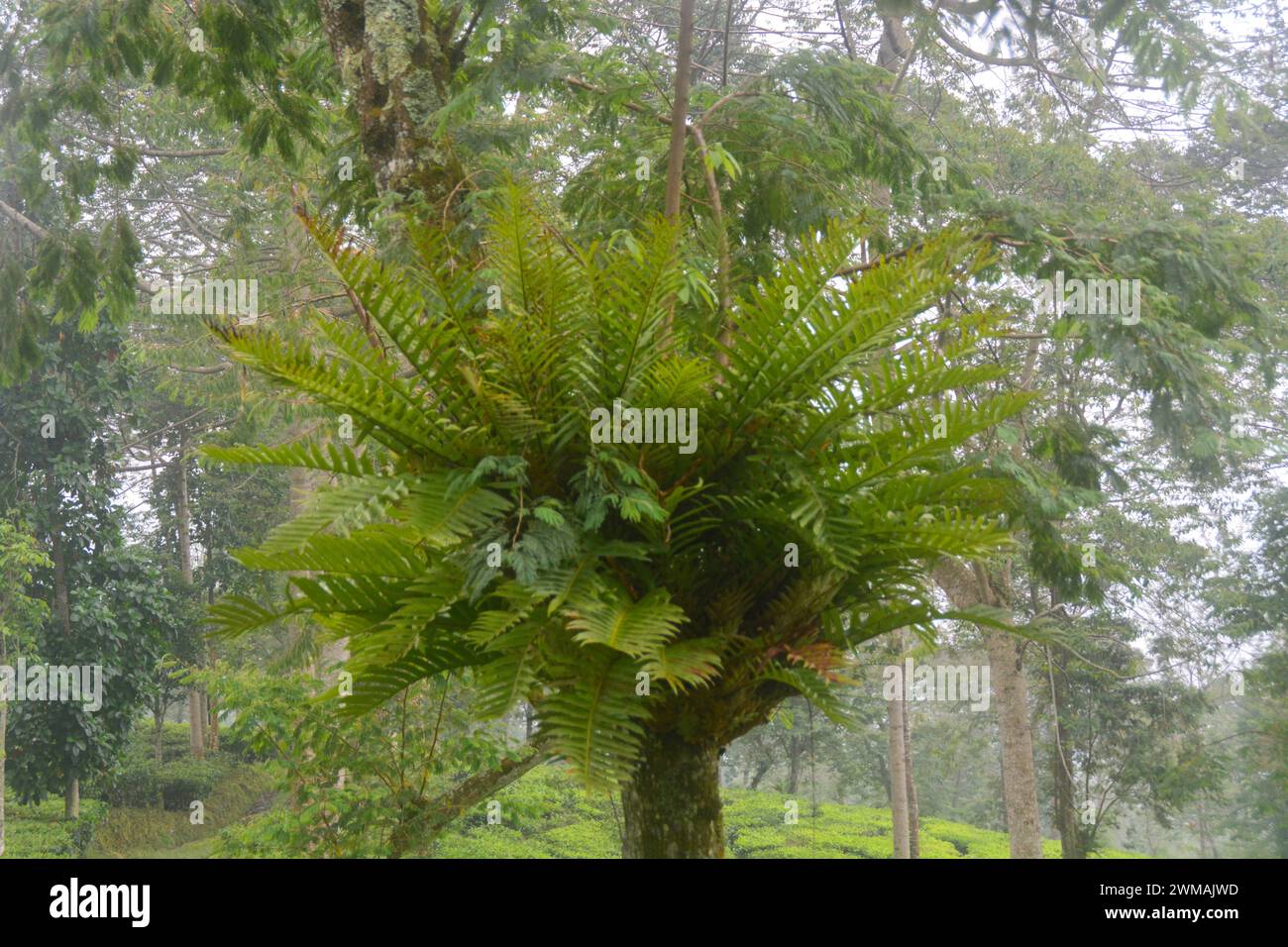 Landscape of the Tambi tea garden in the city of Wonosobo Stock Photo ...