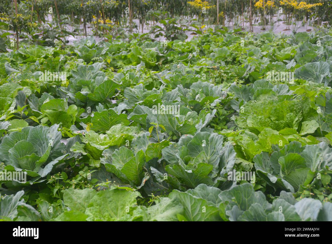 Cabbage Rows Cultivated in Agricultural Field in Indonesia, Wonosobo ...