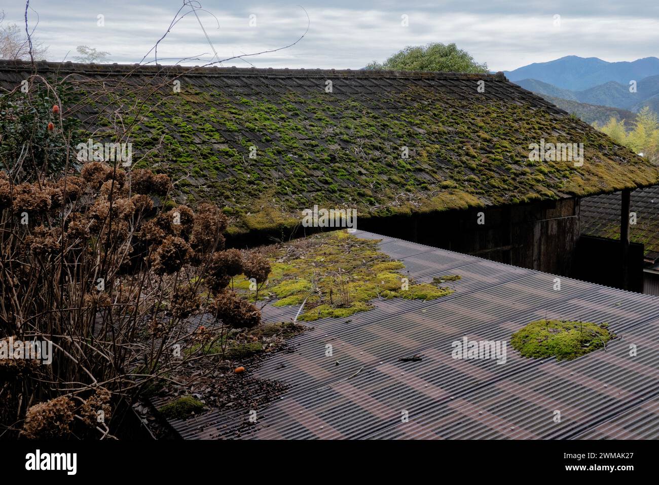Moss covered roof along the Nakahechi Kumano Kodo pilgrimage route ...