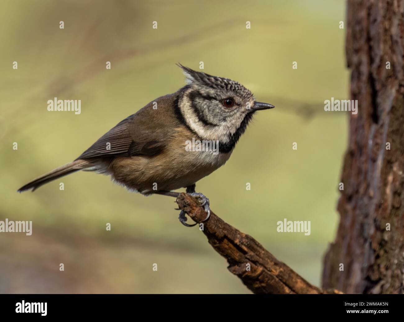 Rare scottish highlands woodland bird, the crested tit Stock Photo - Alamy