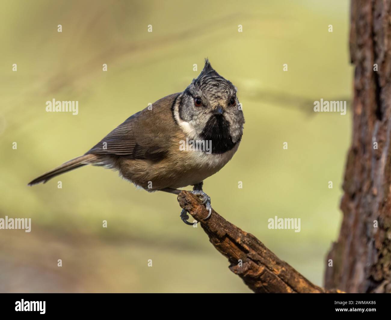 Rare scottish highlands woodland bird, the crested tit Stock Photo - Alamy