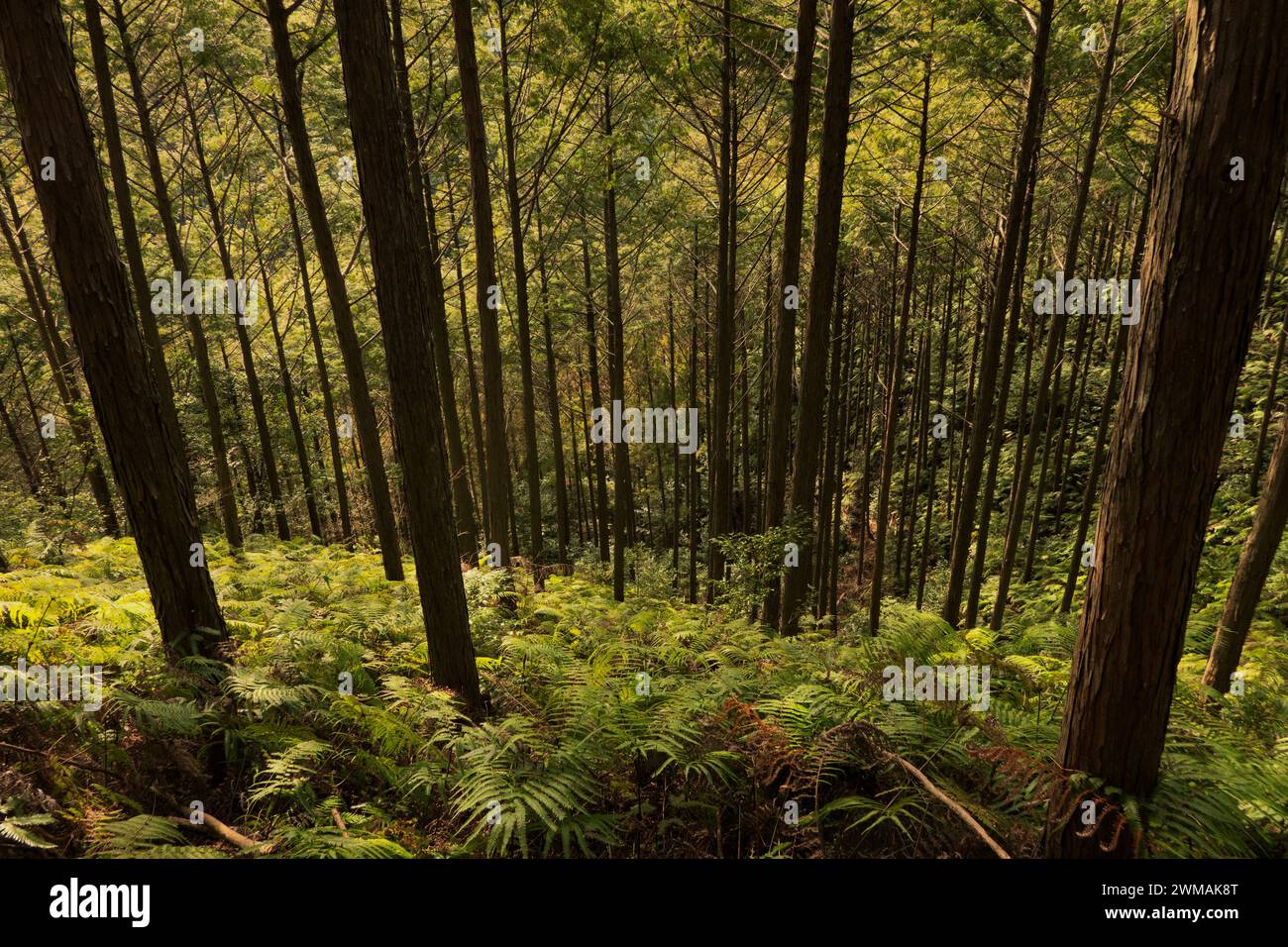 Trekking through the deep forests of the Kumano Kodo pilgrimage route ...