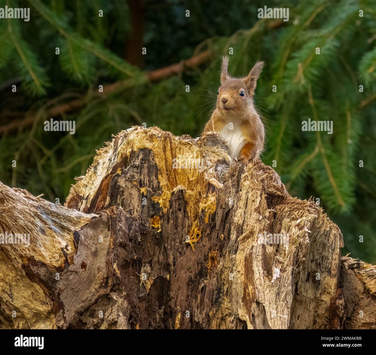 Cute and inquisitive little scottish red squirrel on an old tree stump ...