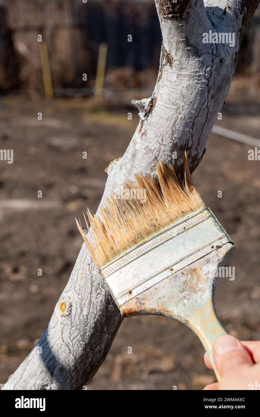 painting trees with lime from insects in a country garden. Whitewashing ...