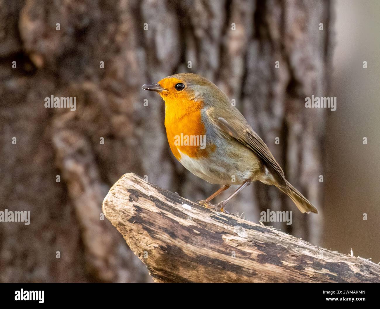 Robin rebbreast bird on a branch in the woodland Stock Photo - Alamy