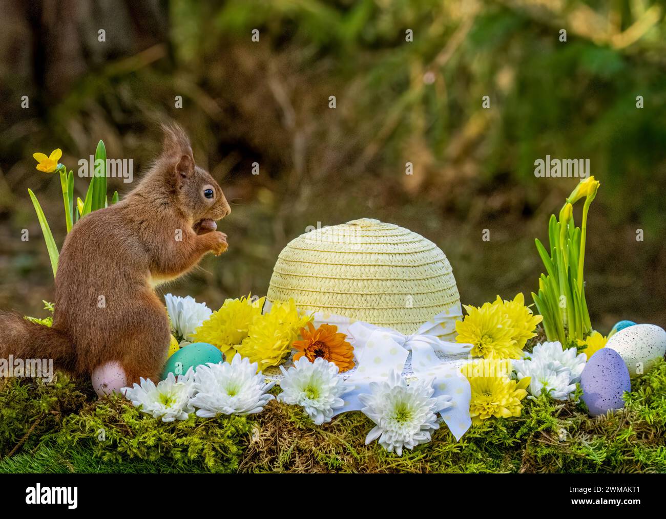 Cute little scottish red squirrel with an easter bonnet, Easter eggs ...