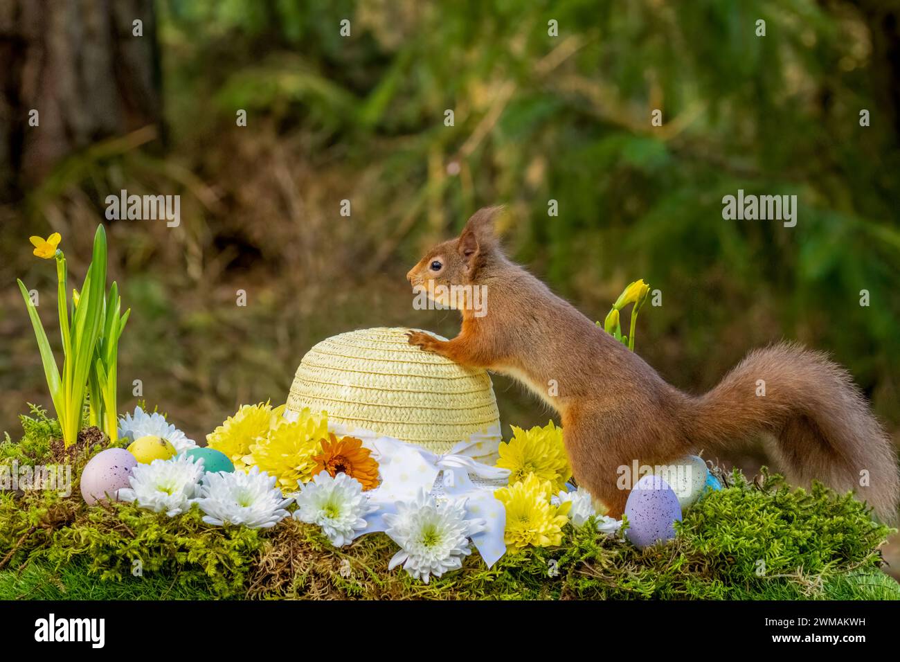 Cute little scottish red squirrel with an easter bonnet, Easter eggs ...