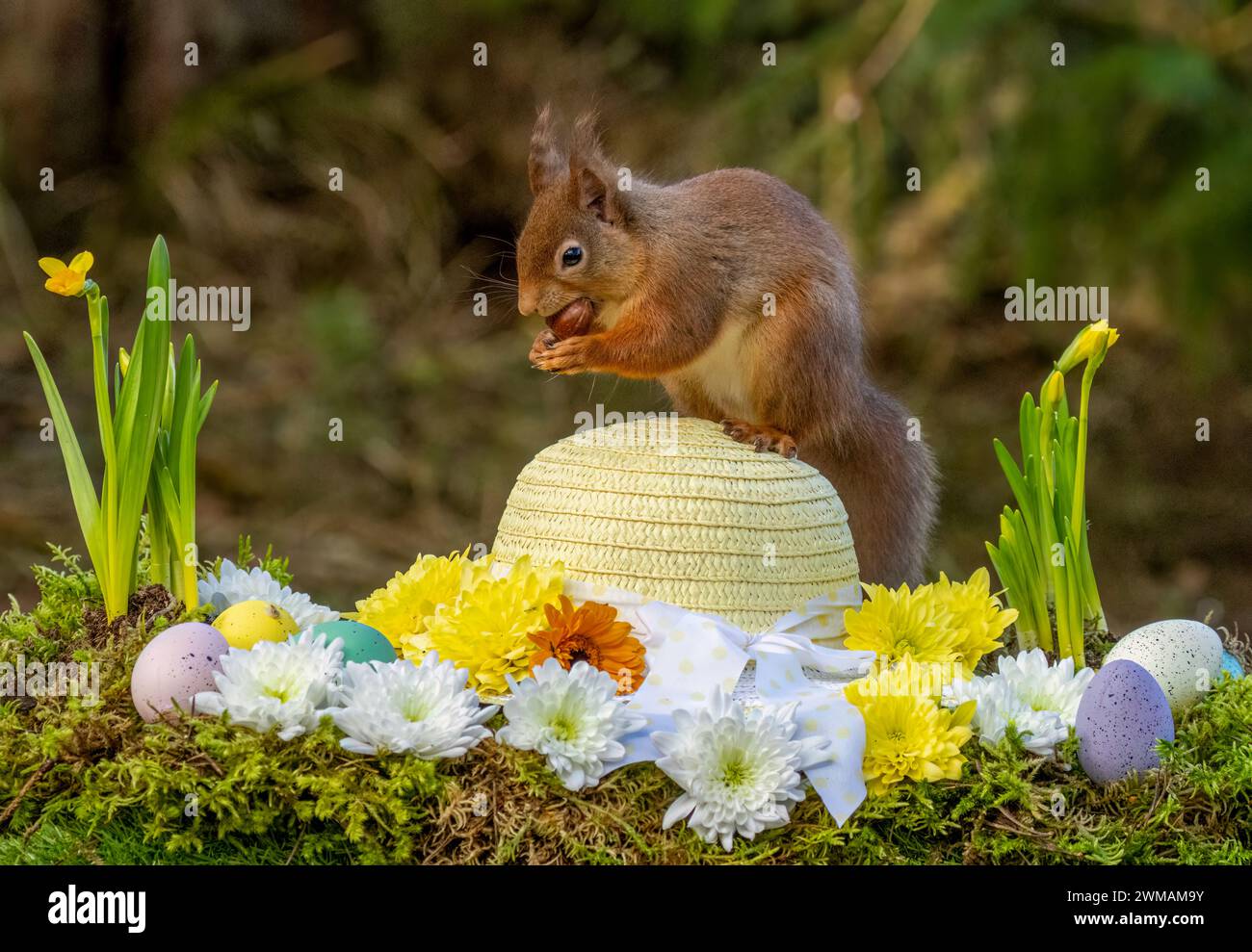 Cute little scottish red squirrel with an easter bonnet, Easter eggs and daffodils in the spring ...