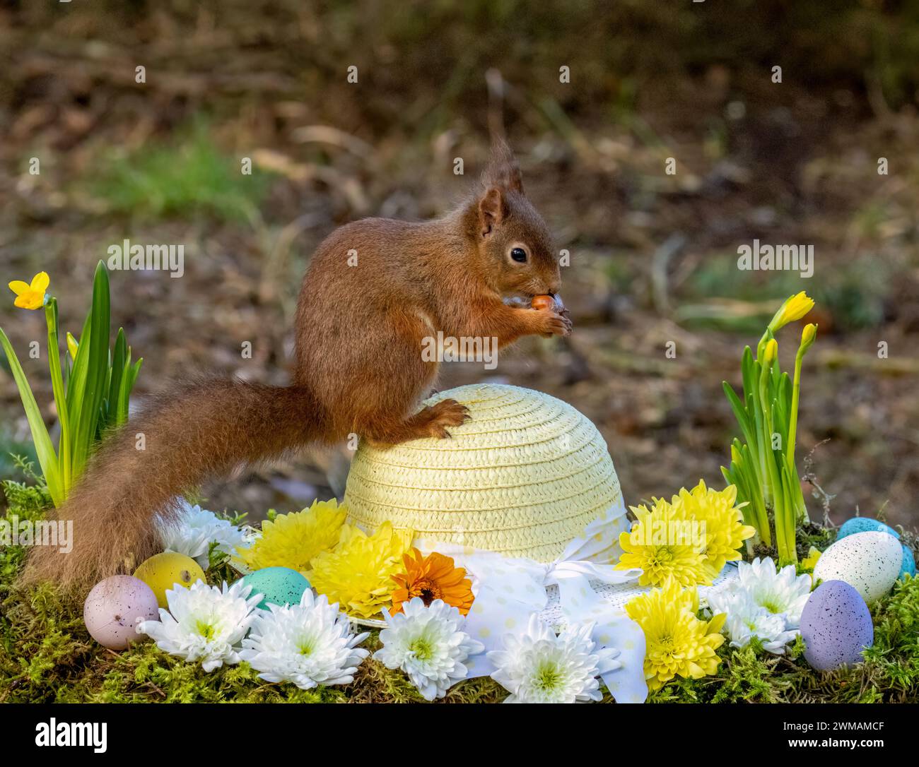 Cute little scottish red squirrel with an easter bonnet, Easter eggs ...