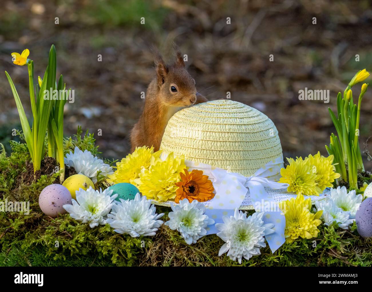 Cute little scottish red squirrel with an easter bonnet, Easter eggs ...