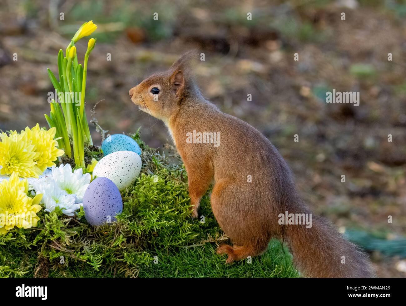 Easter spring scene of cute little scottish red squirrel with daffodils ...