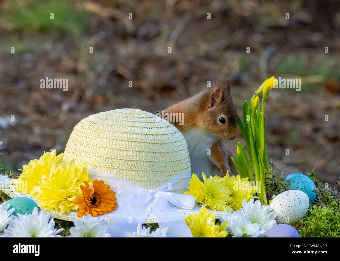 Cute little scottish red squirrel with an easter bonnet, Easter eggs ...