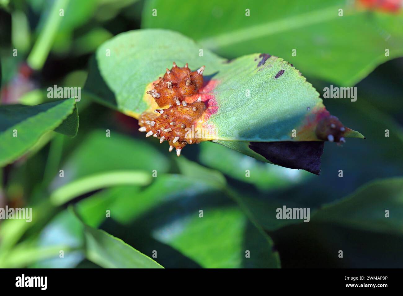 Pear rust, infected leaves of fungal disease, Pear trellis rust ...