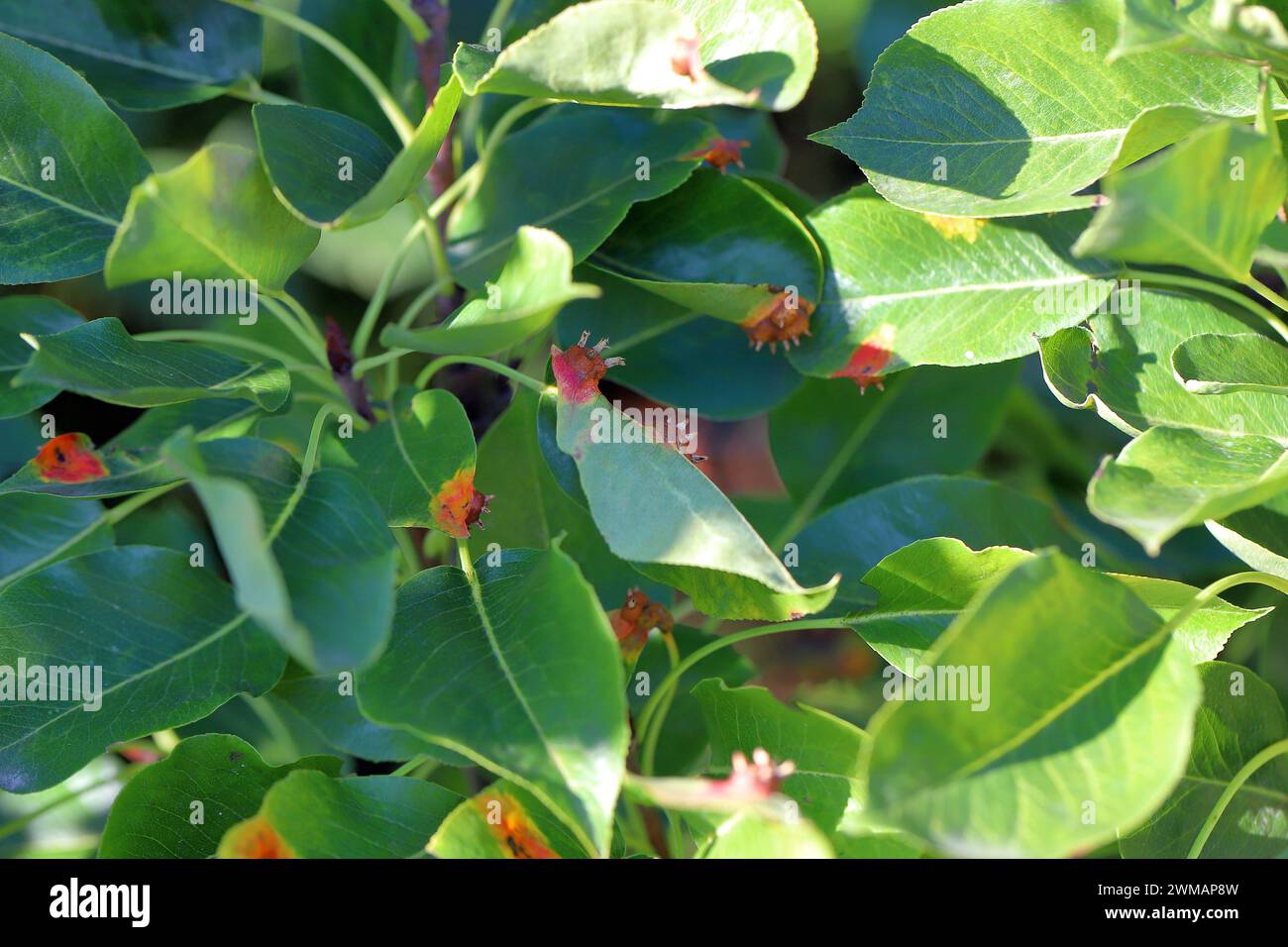 Pear Rust Infected Leaves Of Fungal Disease Pear Trellis Rust