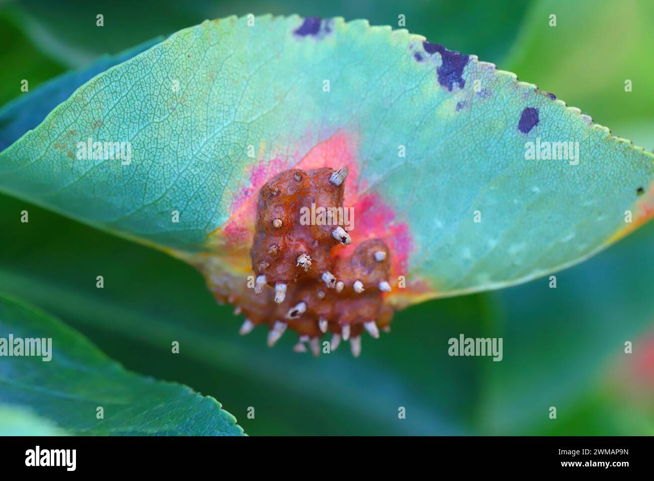 Pear rust, infected leaves of fungal disease, Pear trellis rust ...