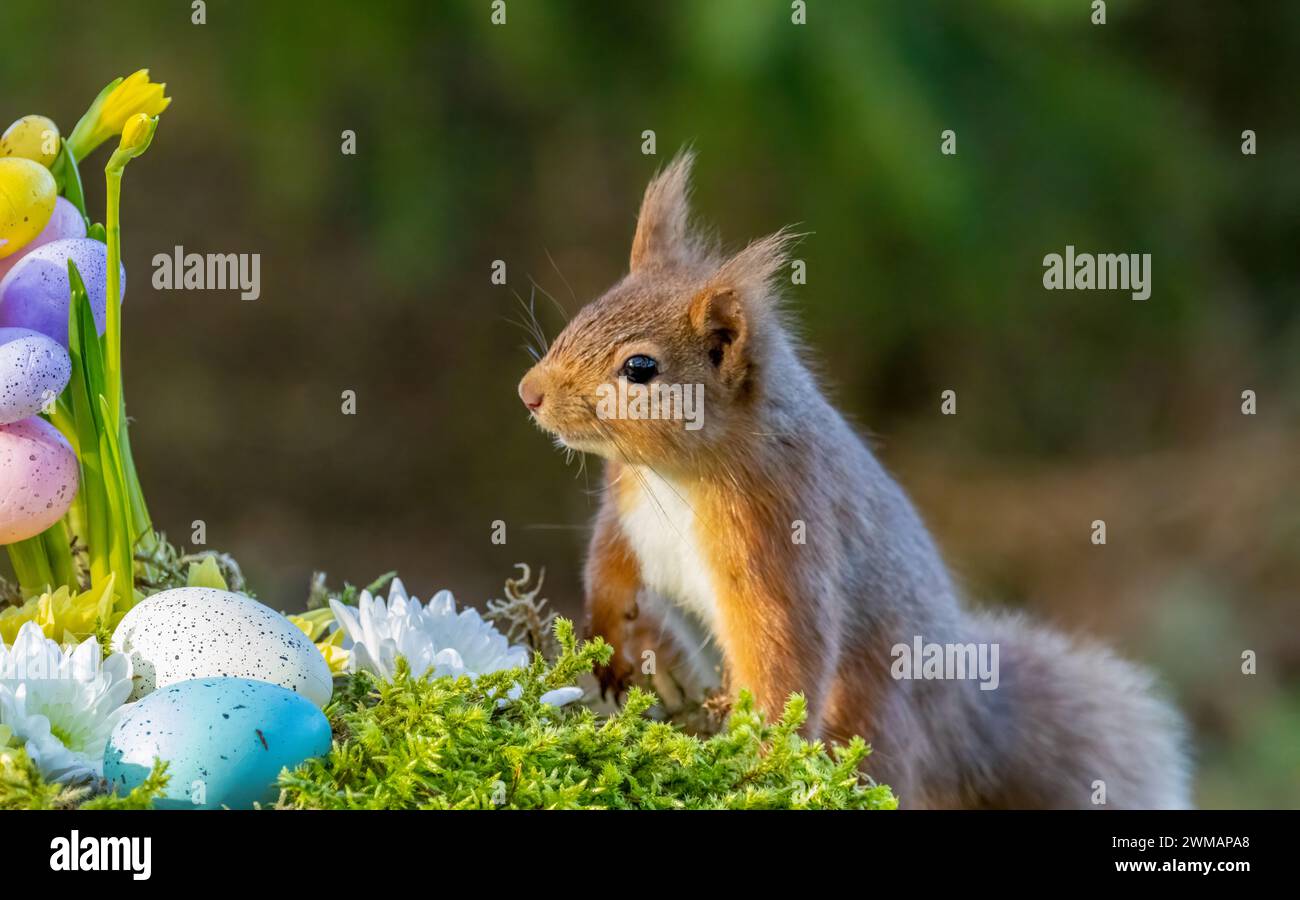 Easter spring scene of cute little scottish red squirrel with daffodils ...