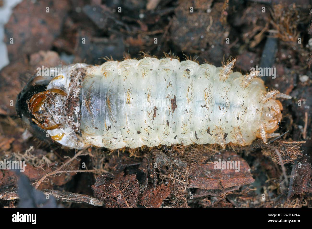 Beetle larva in the process of changing its skin, moulting ...