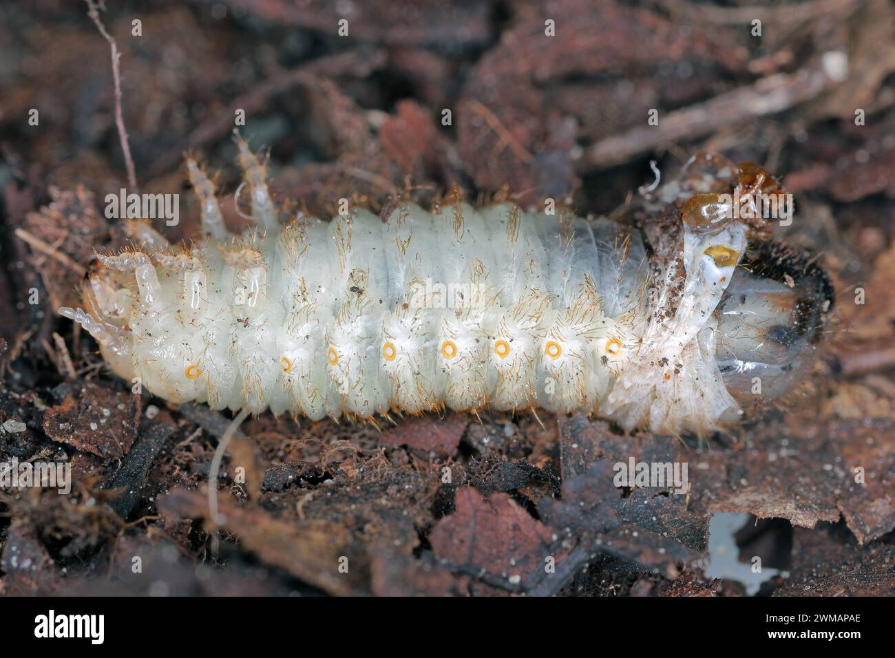 Beetle larva in the process of changing its skin, moulting ...