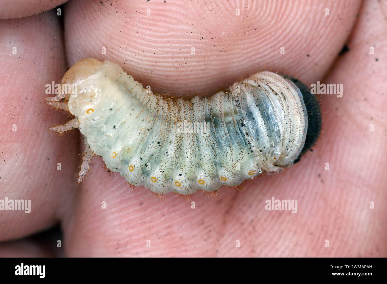 Beetle larva in the process of changing its skin, moulting ...