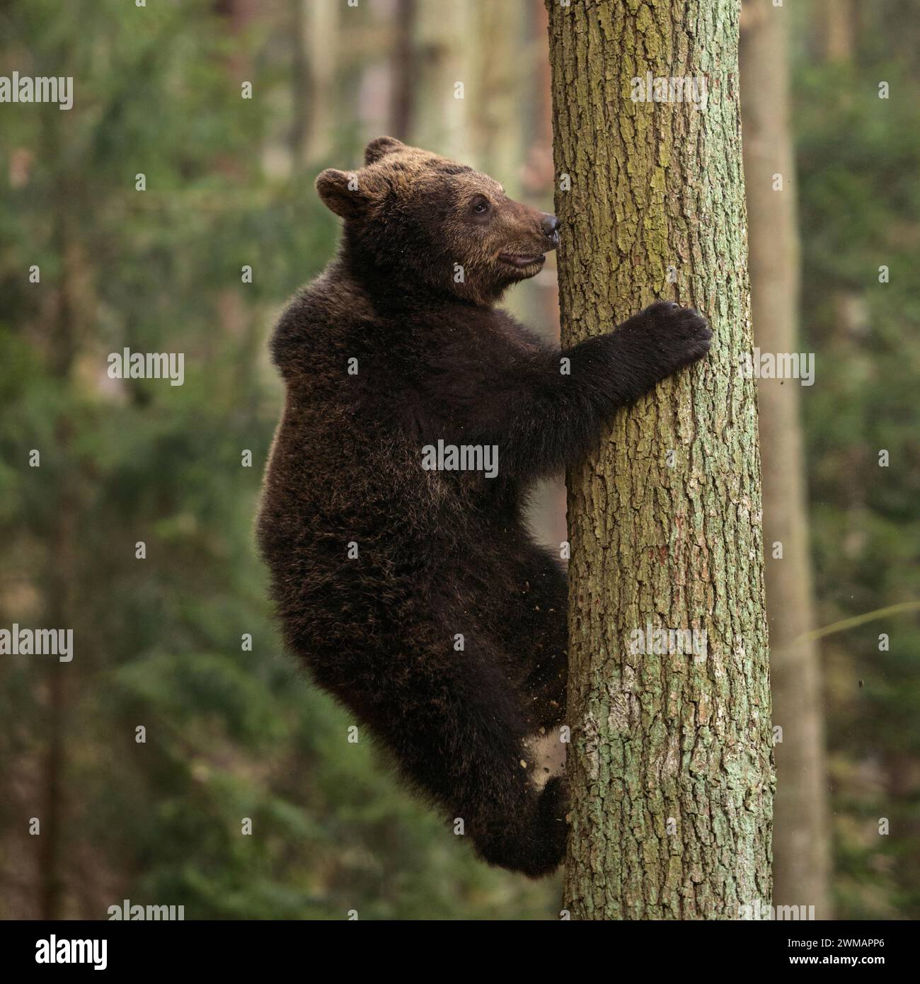European Brown Bear ( Ursus arctos ), young cub, climbing on a tree ...