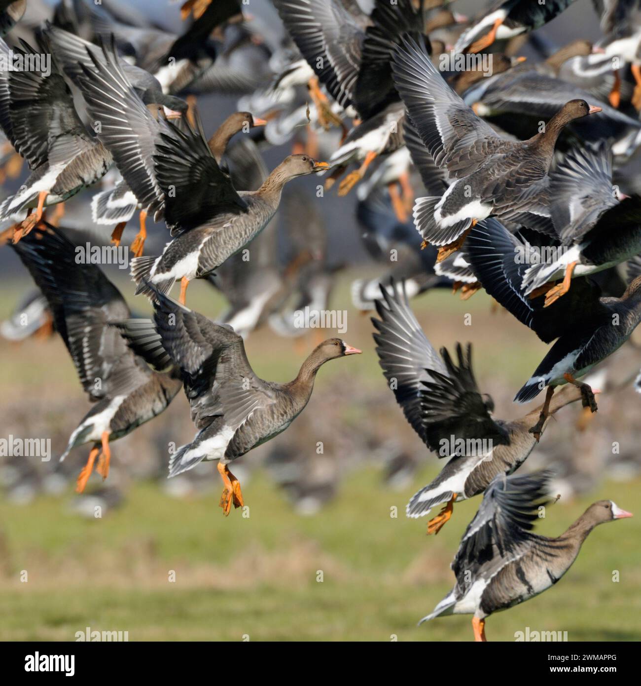 Flying start hi-res stock photography and images - Alamy