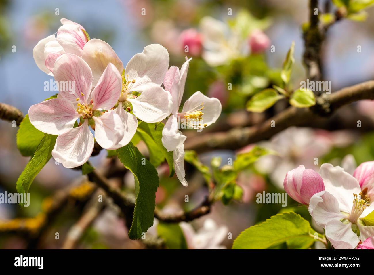 Colorful spring blossoming apple orchards. Numerous branches with ...