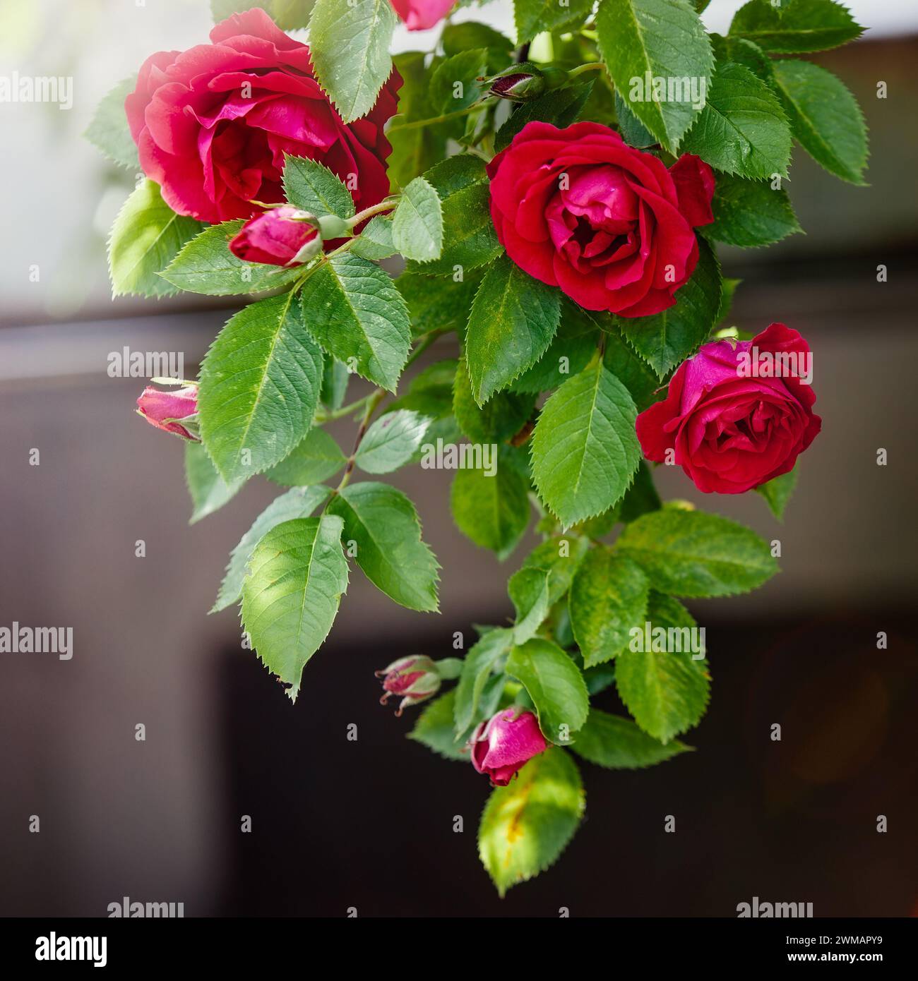 Spreading rose shrub hi-res stock photography and images - Alamy