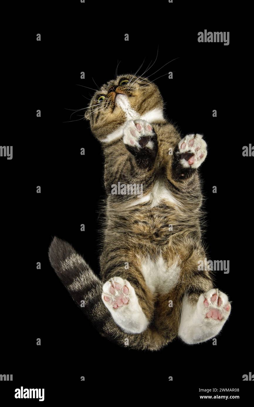 Small kitten on black background, bottom view Stock Photo - Alamy