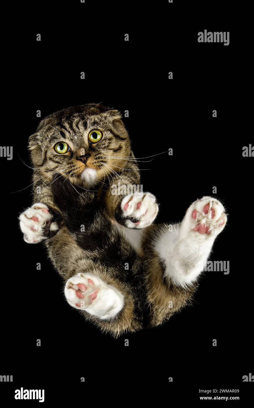 Scared and curled up tabby cat with big bulging eyes, shot on black ...