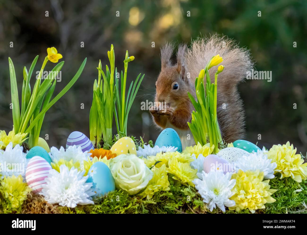 Easter spring scene of cute little scottish red squirrel with daffodils ...