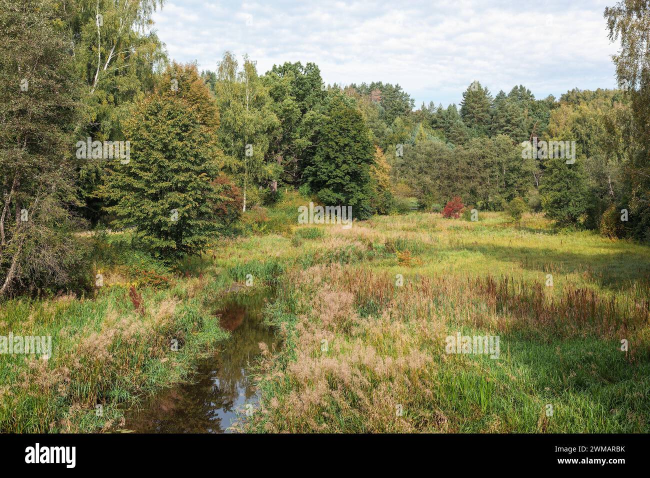 The edge of the forest and a narrow stream winding through the meadow ...