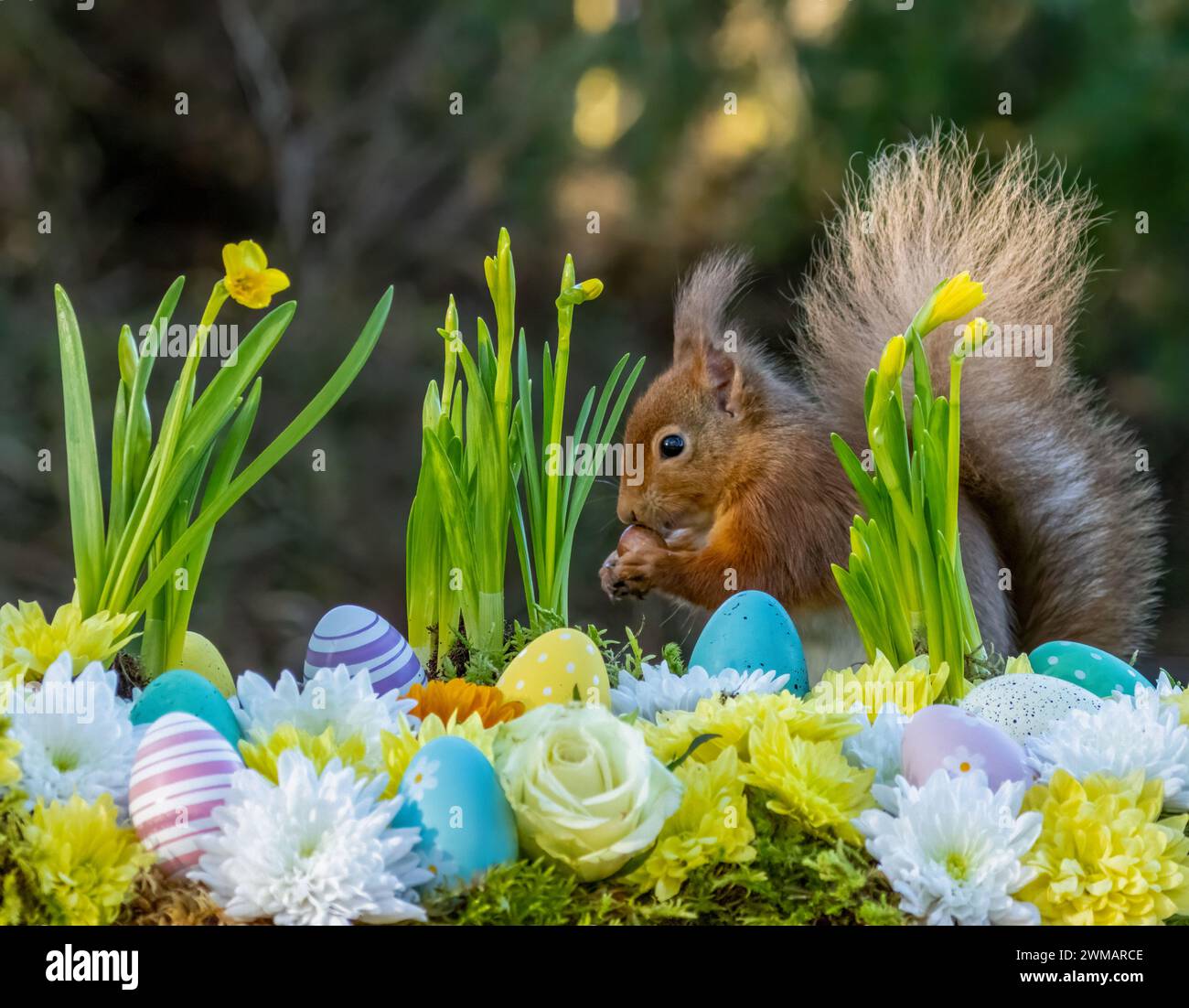 Easter spring scene of cute little scottish red squirrel with daffodils ...