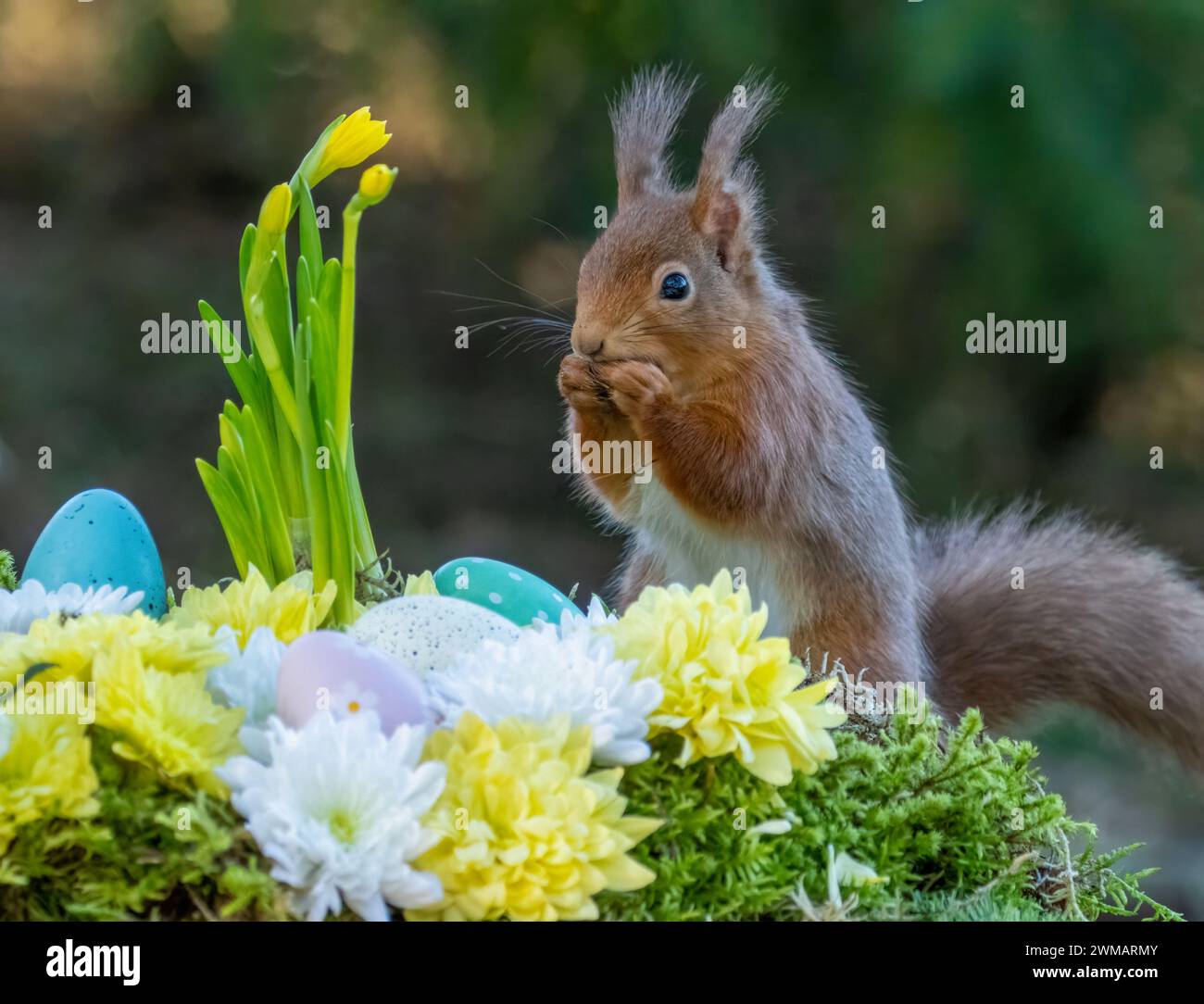 Easter spring scene of cute little scottish red squirrel with daffodils ...